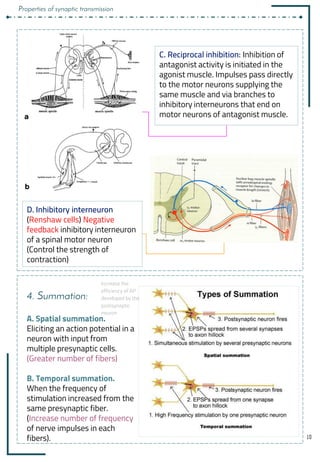 1- Synapses & synaptic transmission(Updated)(0).pdf