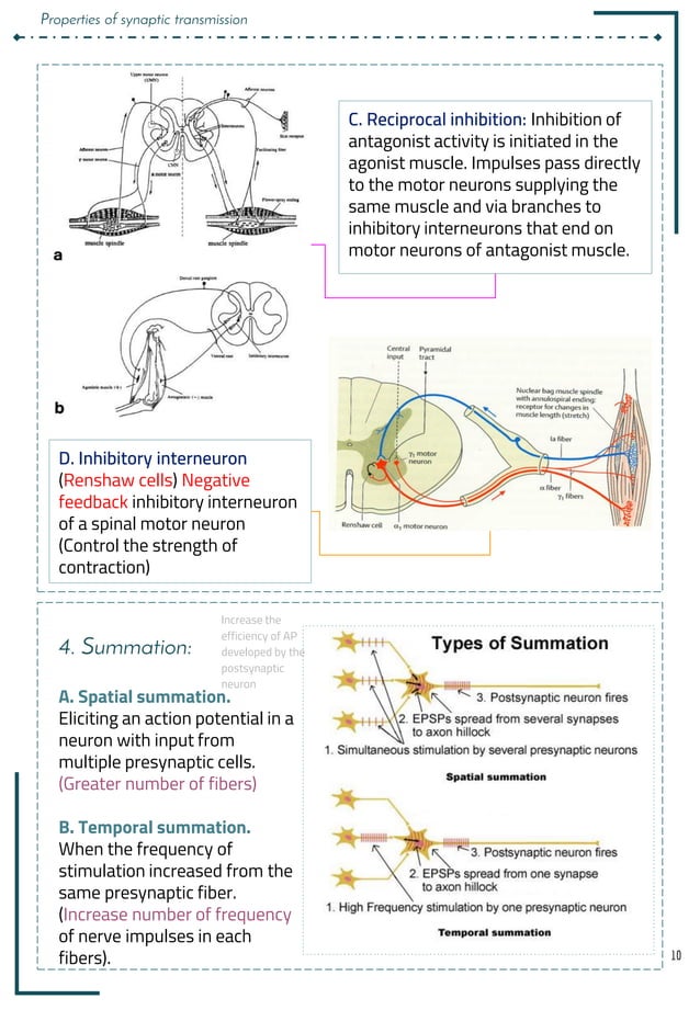 1- Synapses & synaptic transmission(Updated)(0).pdf