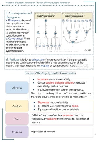 1- Synapses & synaptic transmission(Updated)(0).pdf