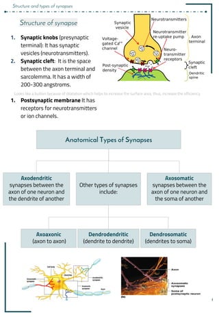 1- Synapses & synaptic transmission(Updated)(0).pdf