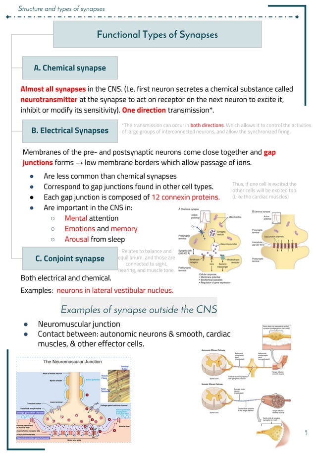 1- Synapses & synaptic transmission(Updated)(0).pdf