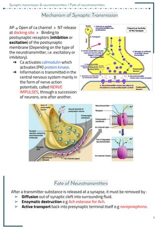 1- Synapses & synaptic transmission(Updated)(0).pdf