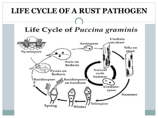 Historical Overview of Stripe Rust Research | PPT