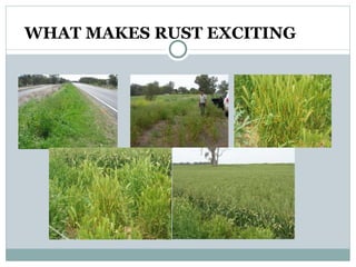 Historical Overview of Stripe Rust Research | PPT