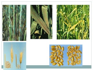 Historical Overview of Stripe Rust Research | PPT