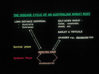 Historical Overview of Stripe Rust Research | PPT