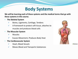 Terminology Basics | PPTX