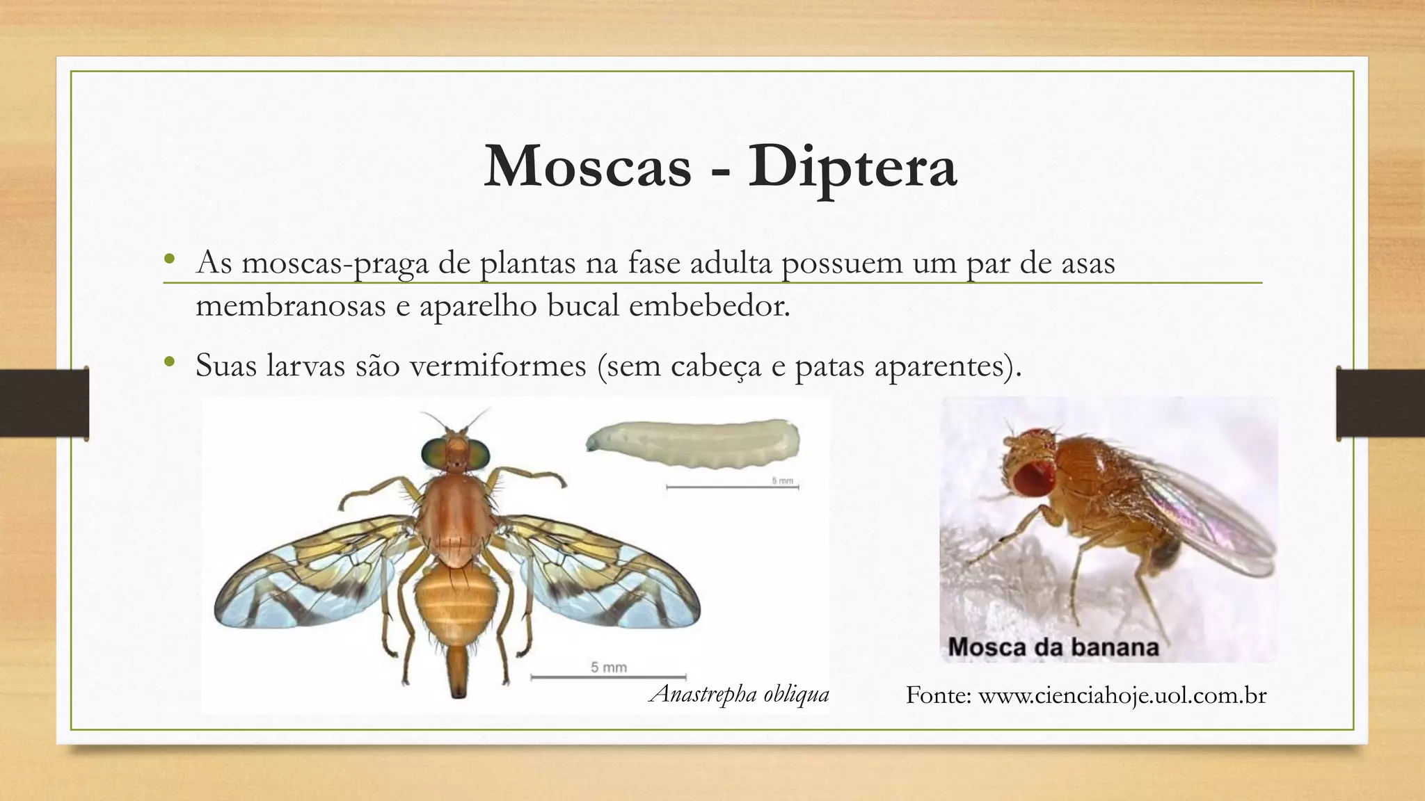 Taxonomia, morfologia e sistemática de insetos-pragas | PDF