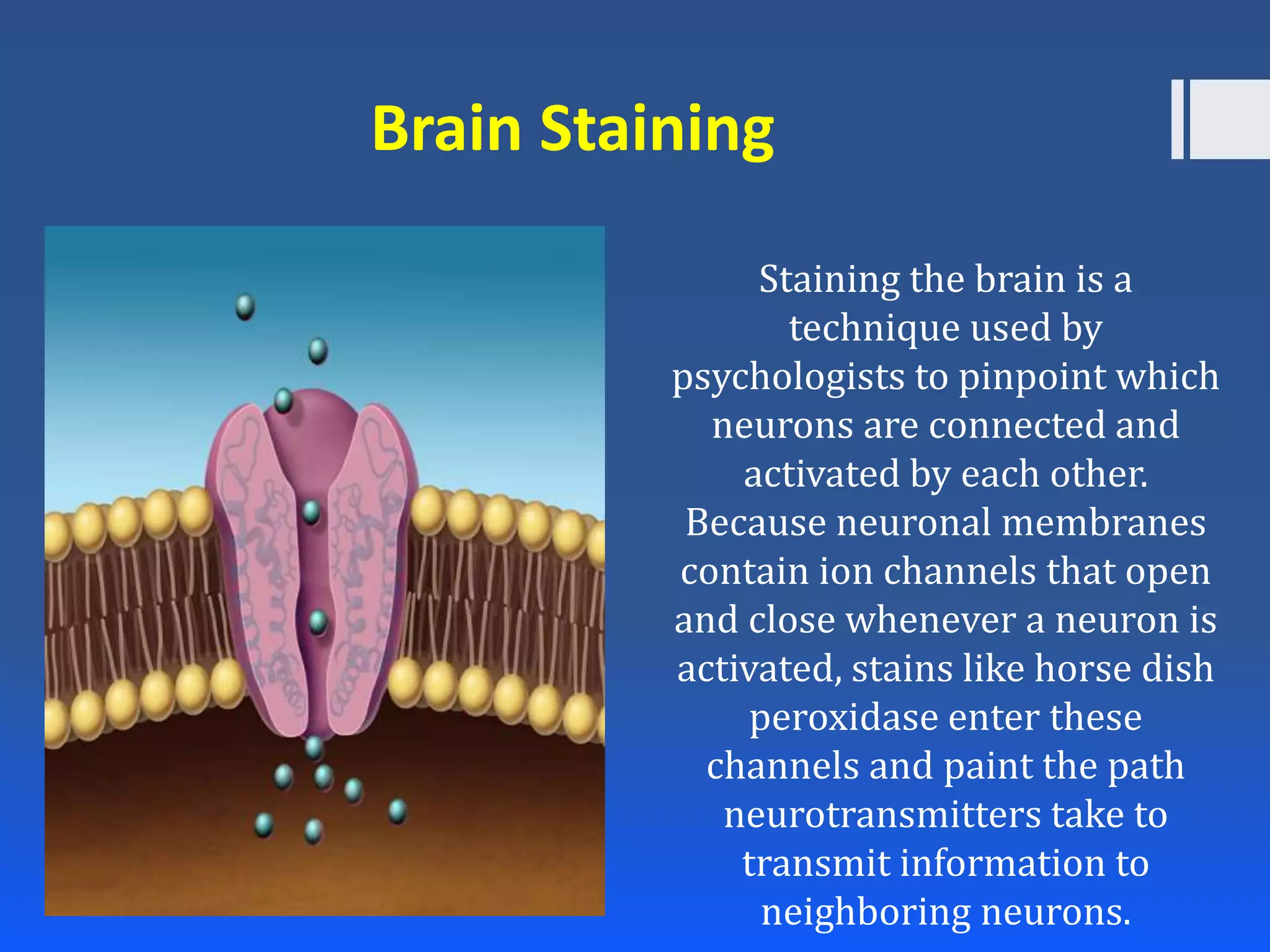 Techniques in measuring Brain Function | PPTX