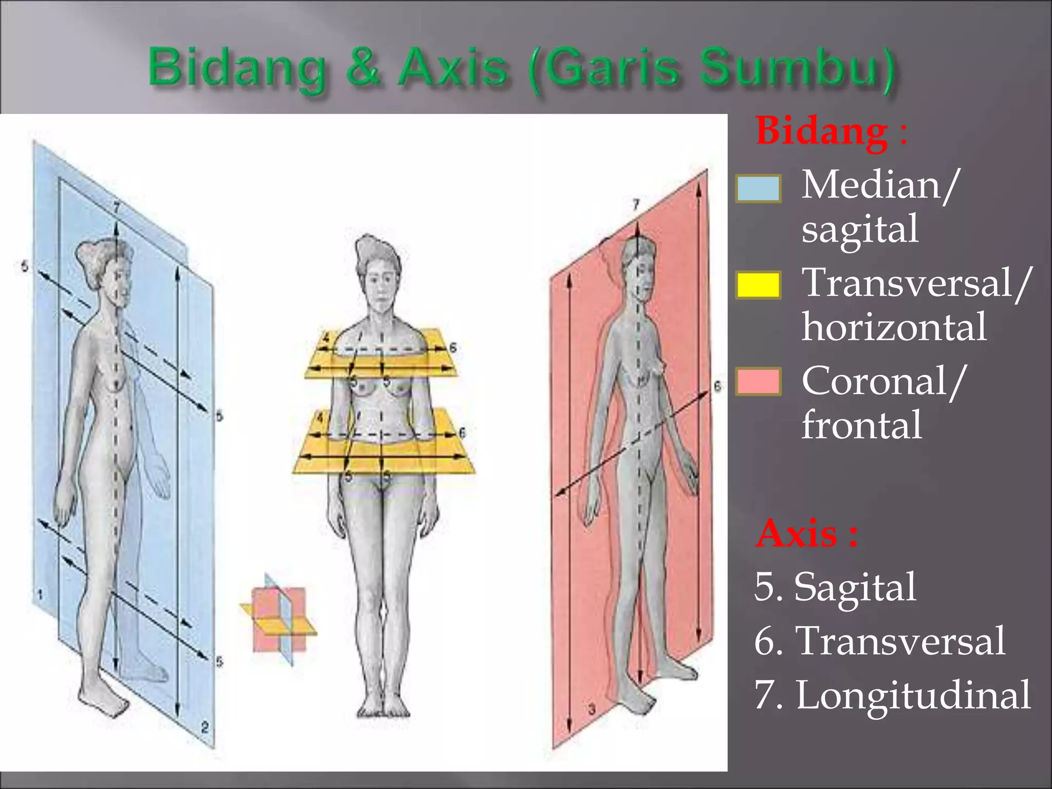 1-Terminologi Anatomi.ppt