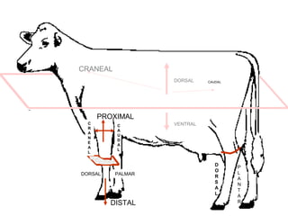 Terminologia Anatomica Y Osteologia, Artrologia En Veterinaria Y ...