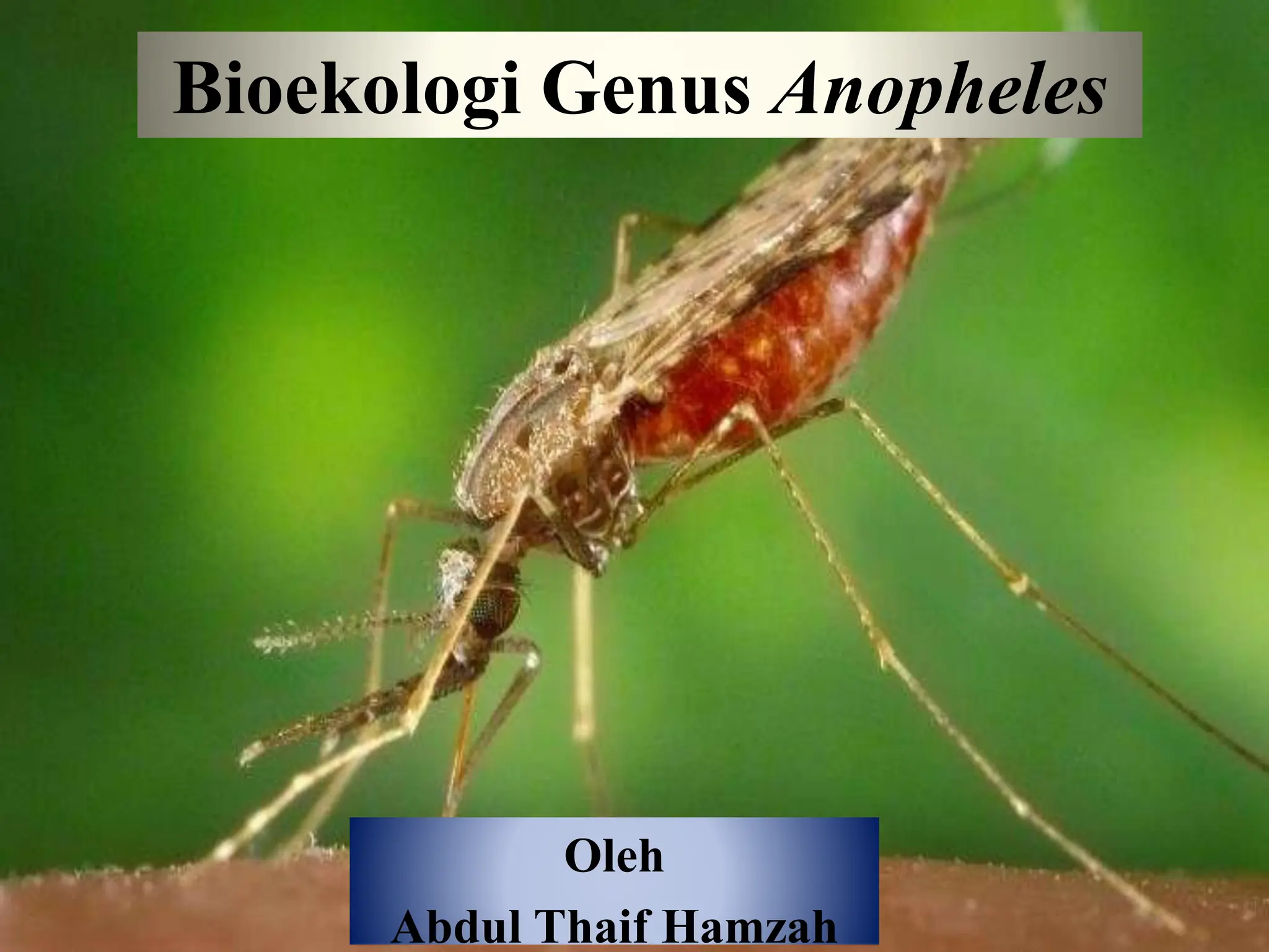 1 - Thaif Hamzah - Bionomik Genus Anopheles.pptx