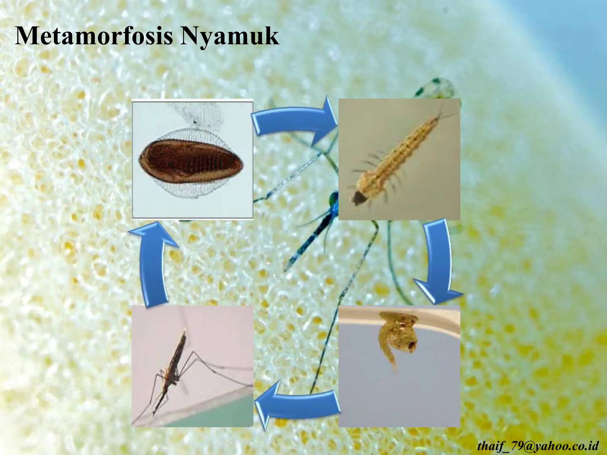 1 - Thaif Hamzah - Bionomik Genus Anopheles.pptx