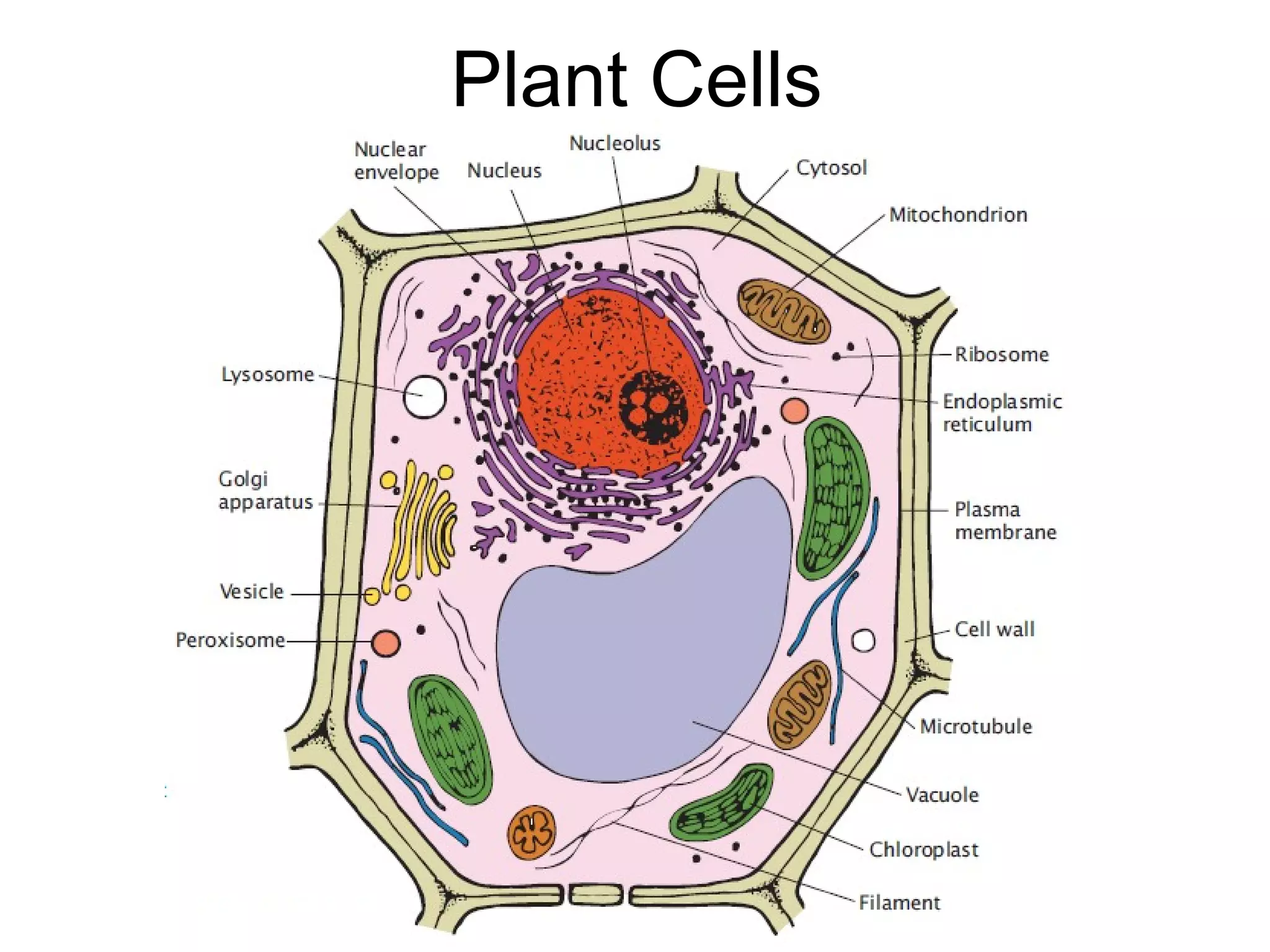 1 - The Chemical Nature of Cells | PPT