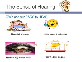 1 the five senses | PPTX