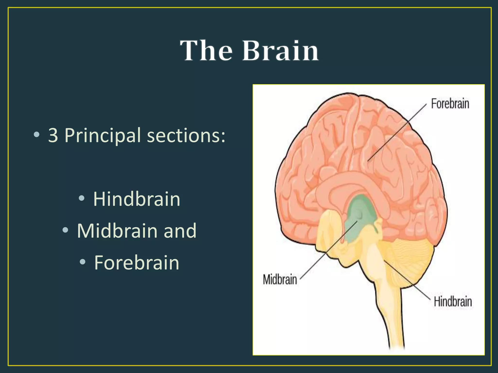 The Human Brain | PPTX
