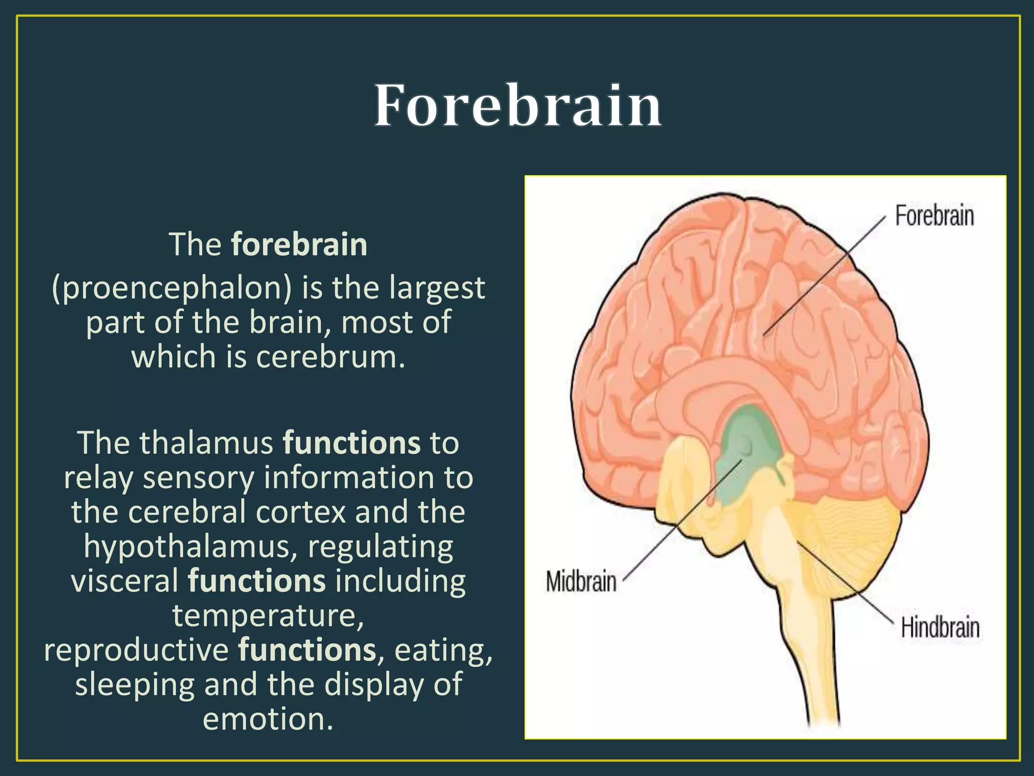 The Human Brain | PPTX