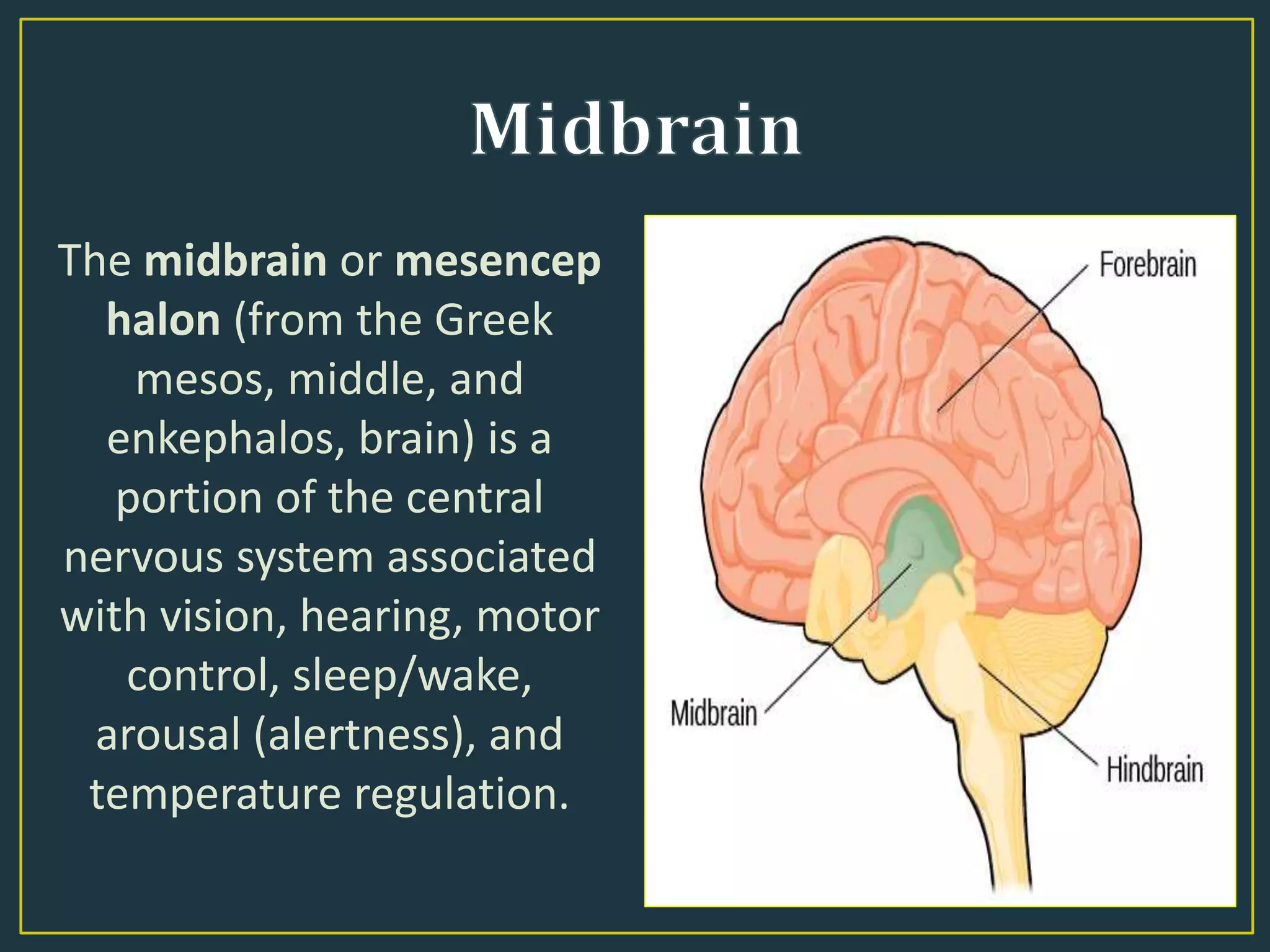 The Human Brain | PPTX
