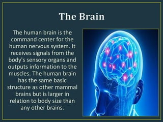 The Human Brain | PPTX