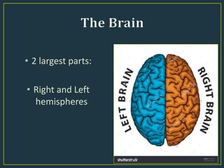 The Human Brain | PPTX