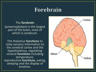 The Human Brain | PPTX | Brain and Nervous System Disorders | Diseases ...