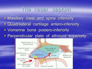 The Nose and Paranasal Sinuses | PPT