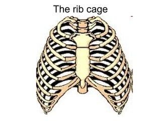 THE RIB CAGE-ANATOMY OF THE HUMAN BODY. DEPARTMENT OF ANATOMY | PPT