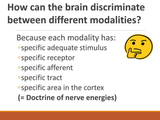 1- The sensory system_b_0112221111112.pdf