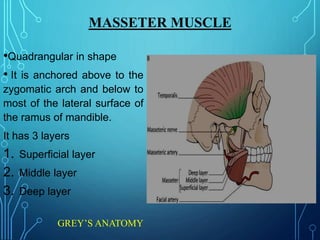 Temporomandibular joint anatomy and function | PPTX