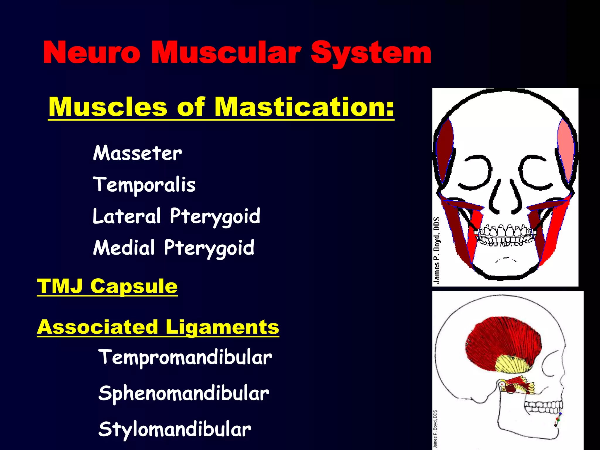 Mandibular movements | PPT
