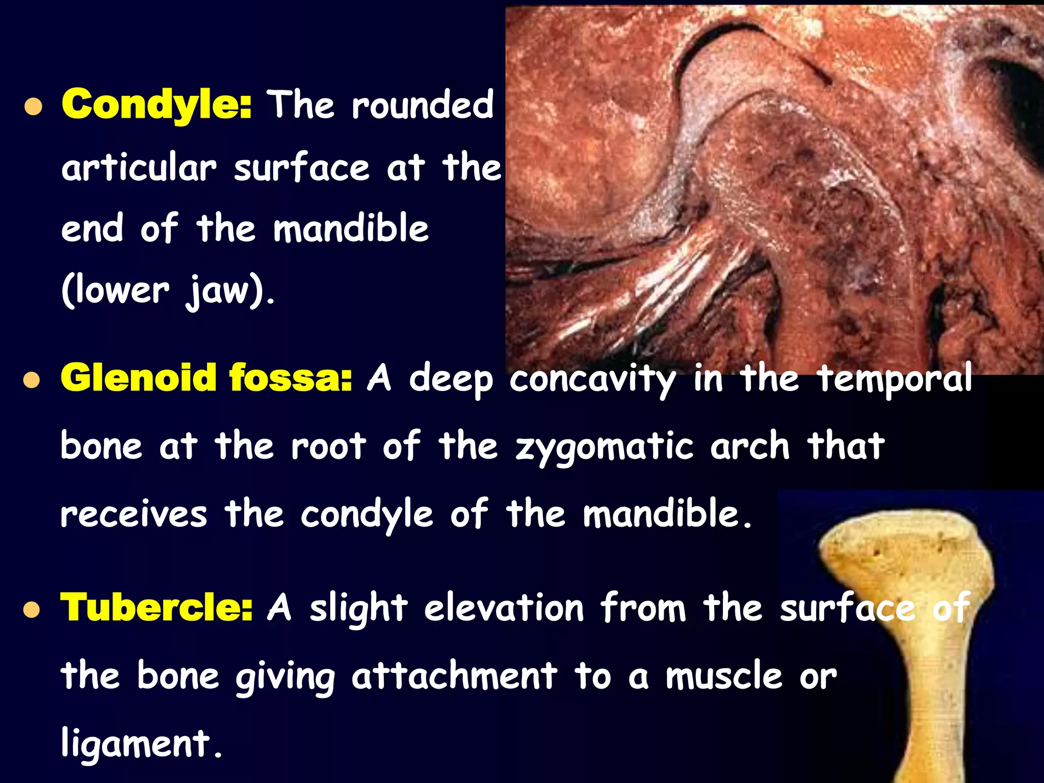 Mandibular movements | PPT