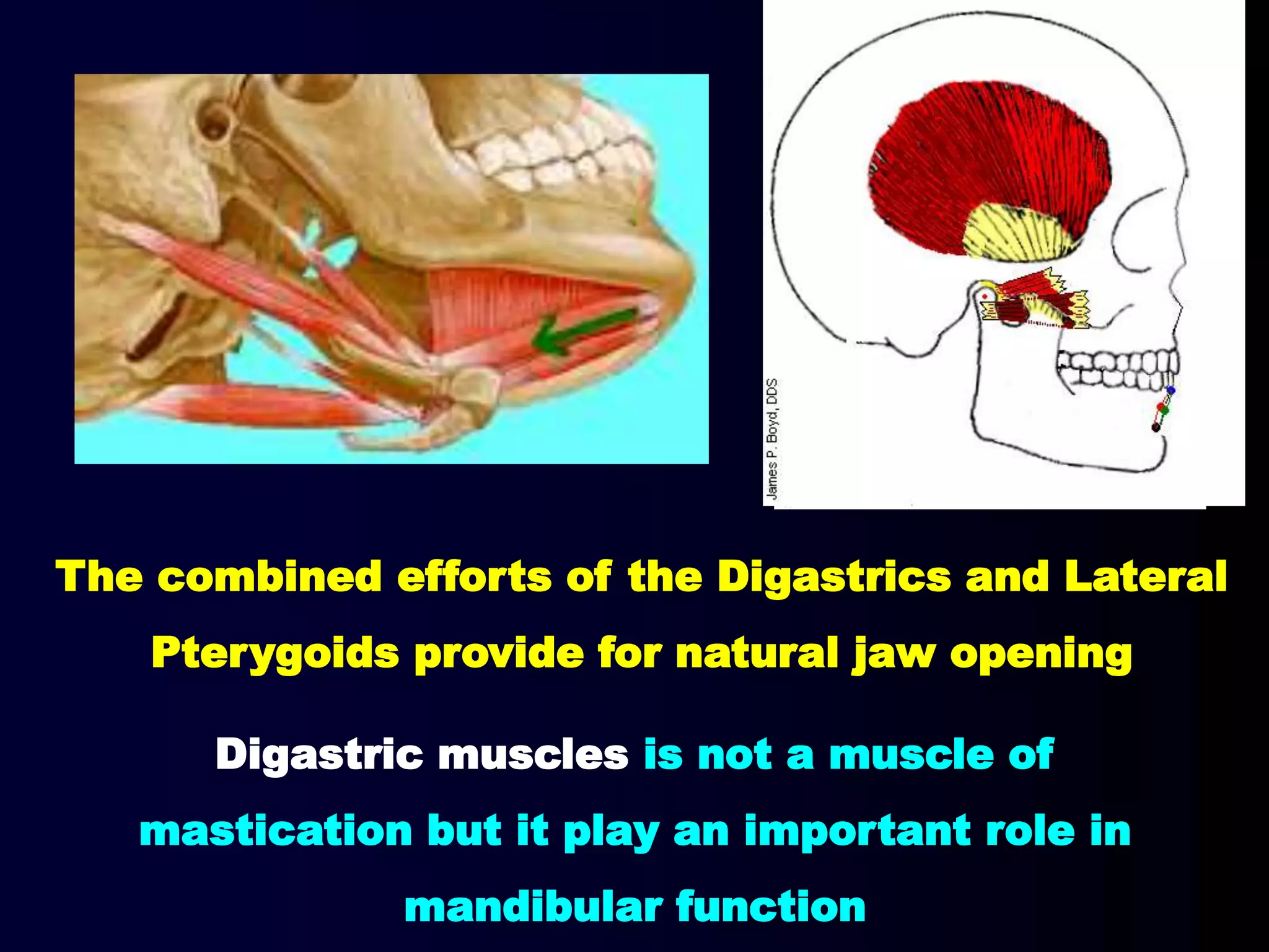 Mandibular movements | PPT