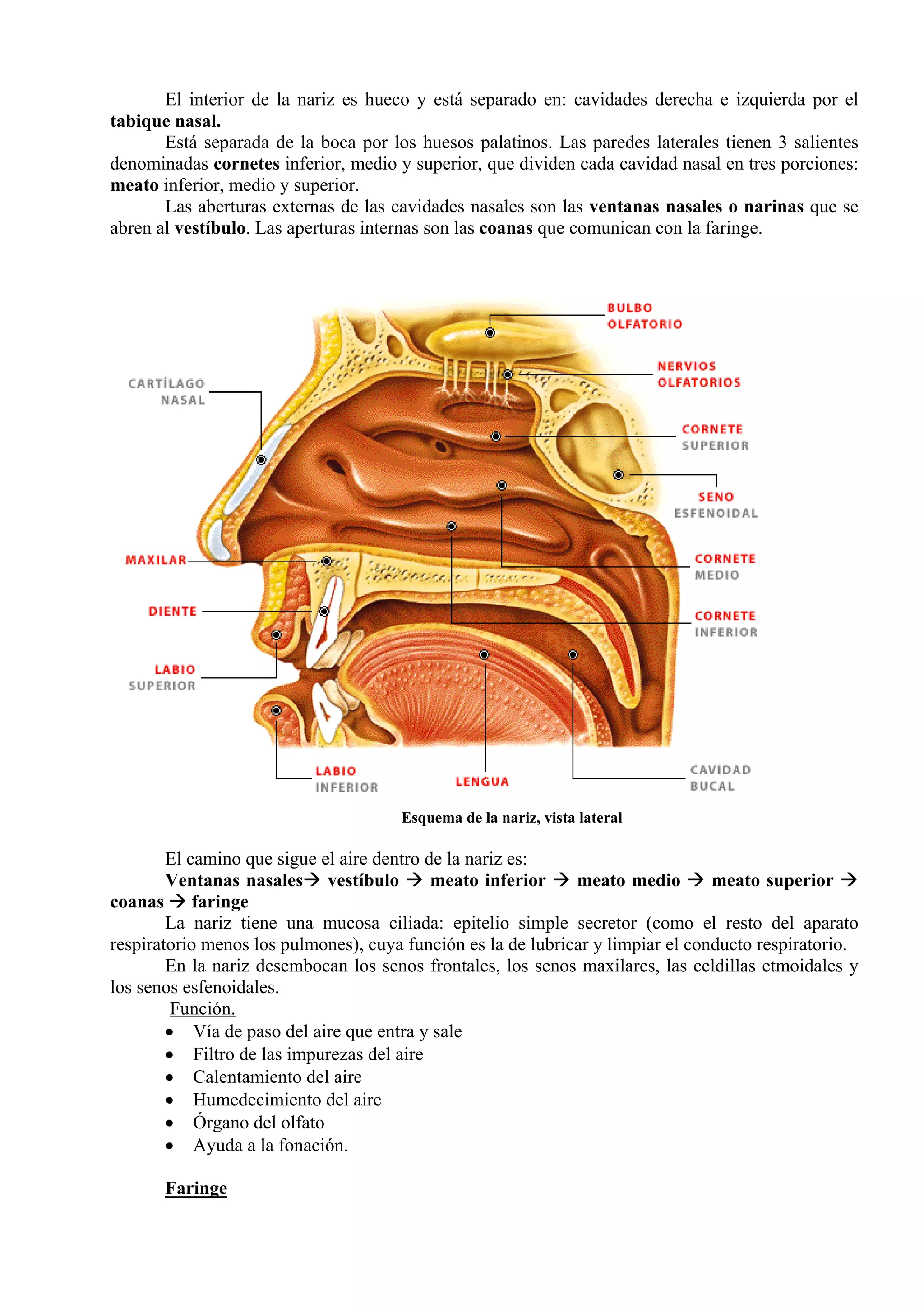 1 unidad7 aparato-respiratorio (2) | PDF