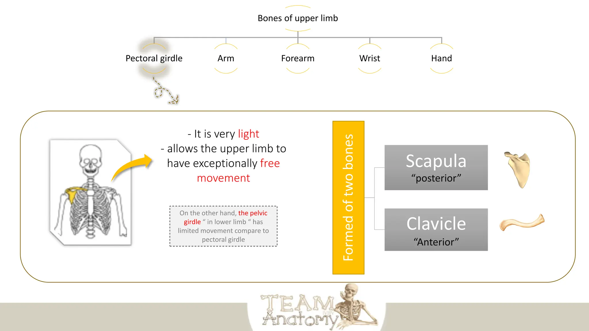 Upper limb and their bones with their special features | PDF