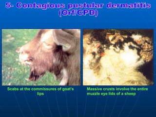 1 viral affections | PPT