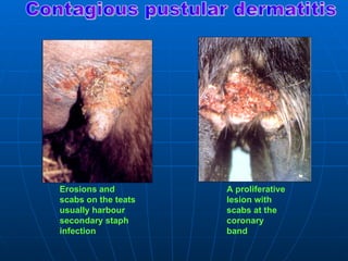 1 viral affections | PPT