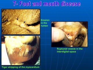 1 viral affections | PPT
