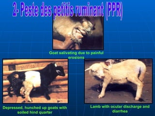 1 viral affections | PPT