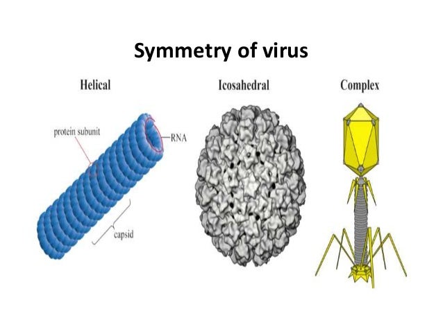 Virus