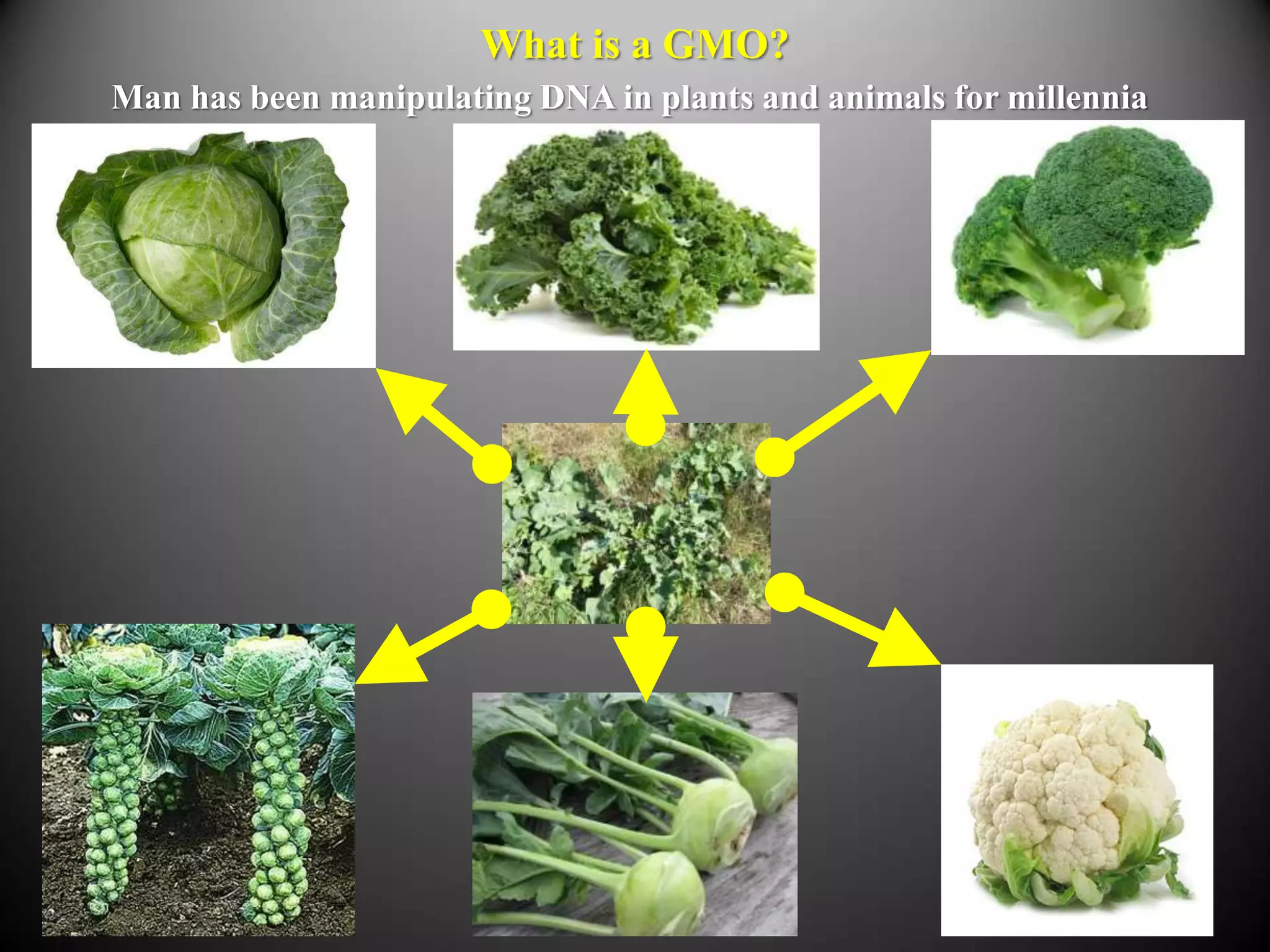 1-what-is-a-gmo.ppt