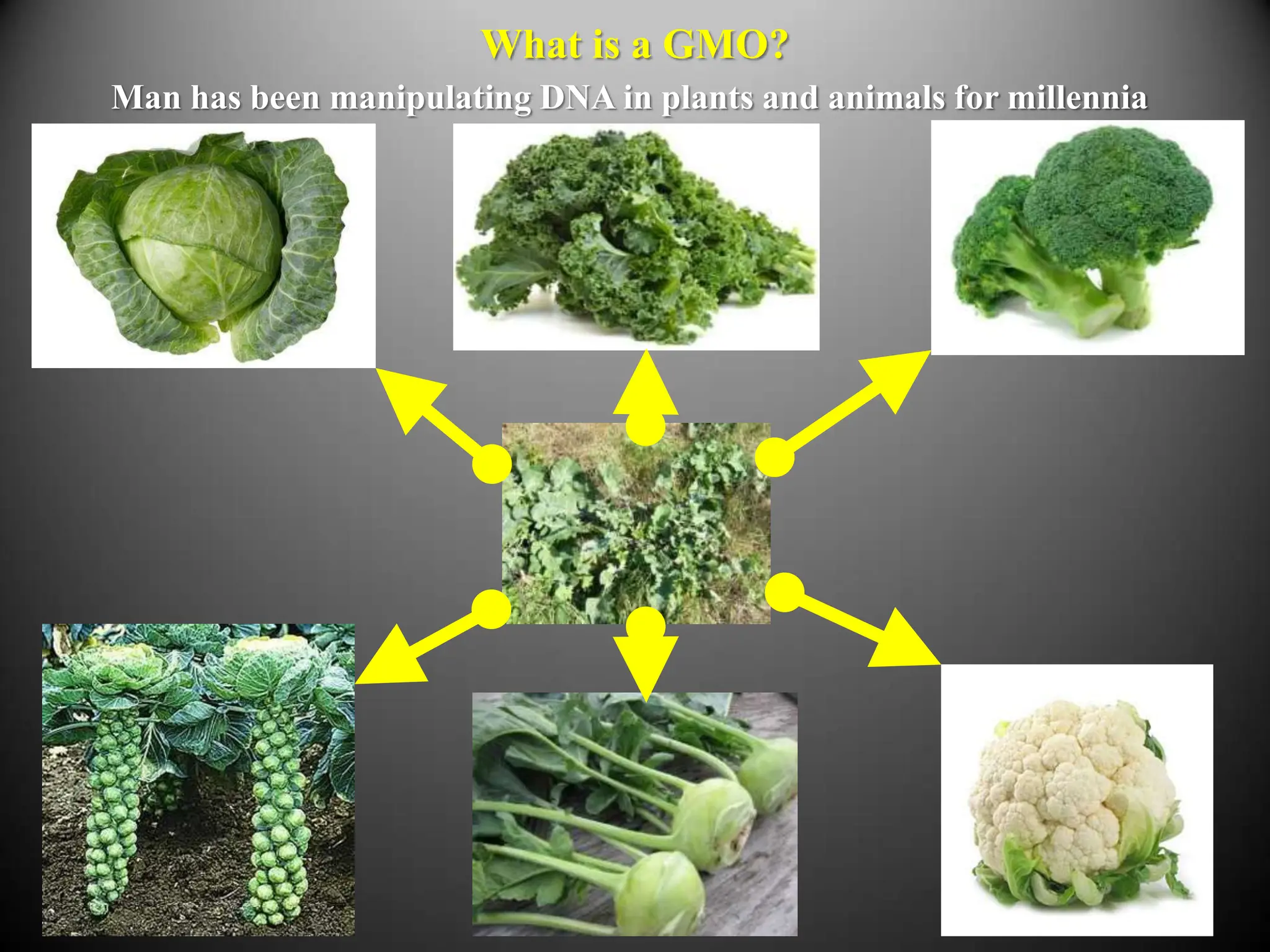 1-what-is-a-gmo. ppt | PPT