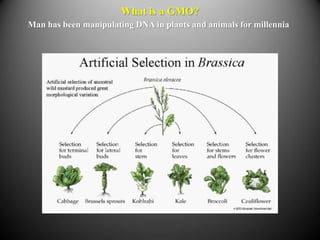1-what-is-a-gmo. ppt | PPT