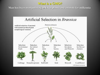 Genetically modified Organisms: Are they good to humanlife?.ppt