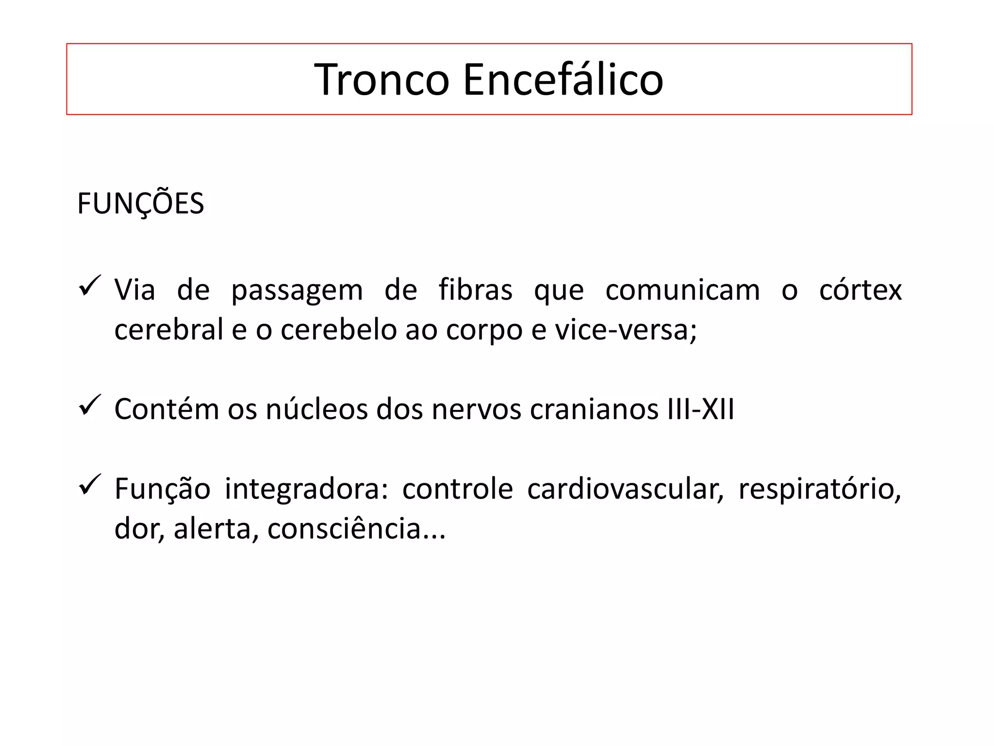 TRONCO ENCEFÁLICO E NERVOS CRANIANOS | PDF | Brain and Nervous System ...