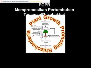 BIOTEKNOLOGI TANAH tentang PGPR ilmu tanah | PPTX