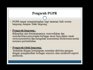 BIOTEKNOLOGI TANAH tentang PGPR ilmu tanah | PPTX