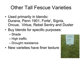 Turf Transition Zone | PPT