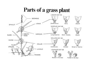Turf Transition Zone | PPT