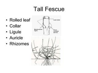 Turf Transition Zone | PPT
