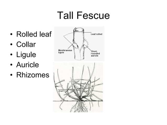 Turf Transition Zone | PPT